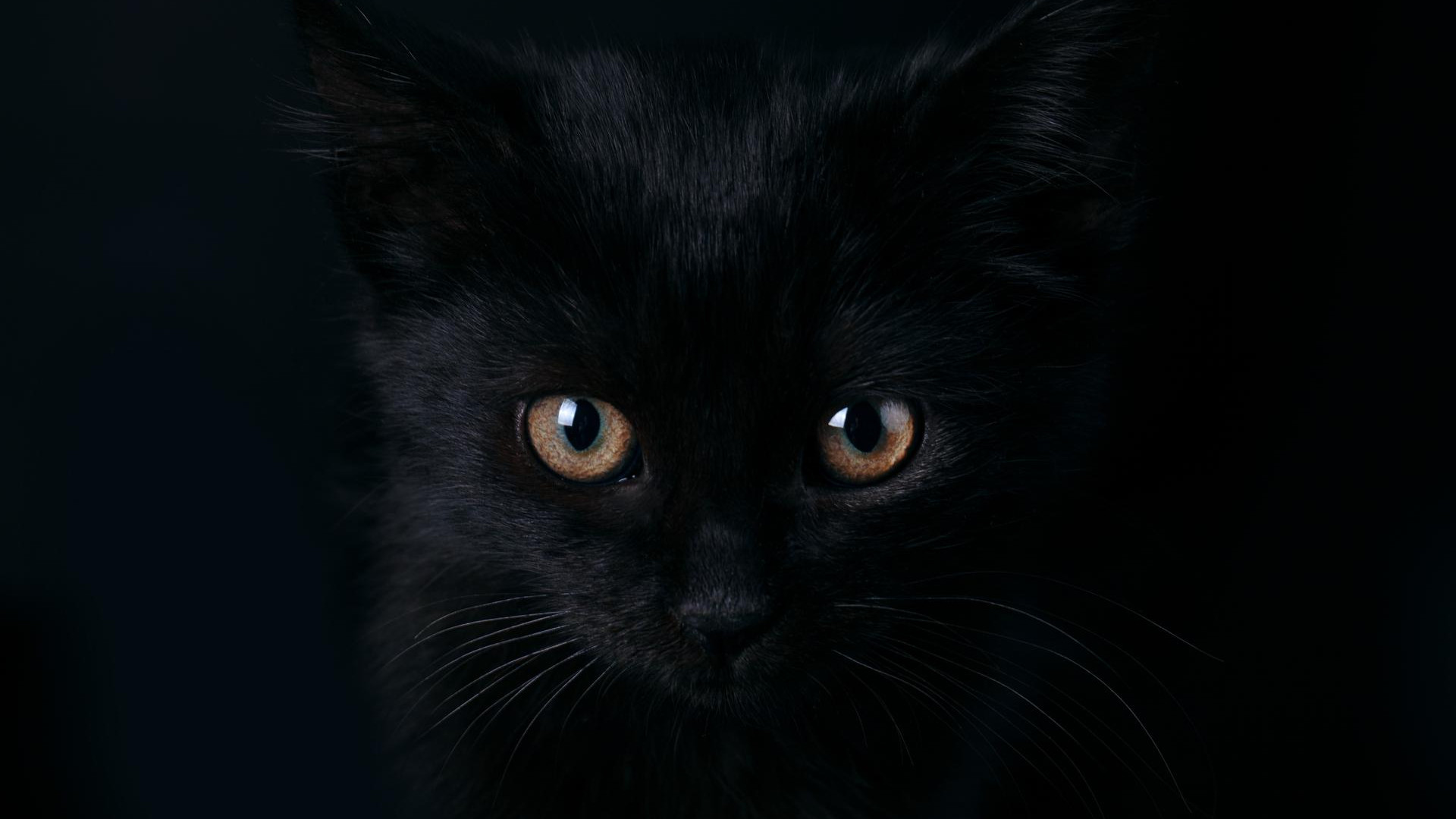 BlackCat claims it is behind Fidelity National Financial ransomware ...